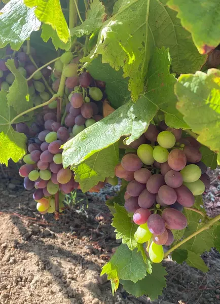 La véraison : une étape clé dans la maturation du raisin | Actualités ...